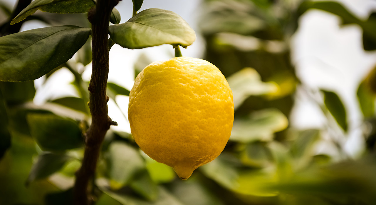 Limoni – Beccaria Piante