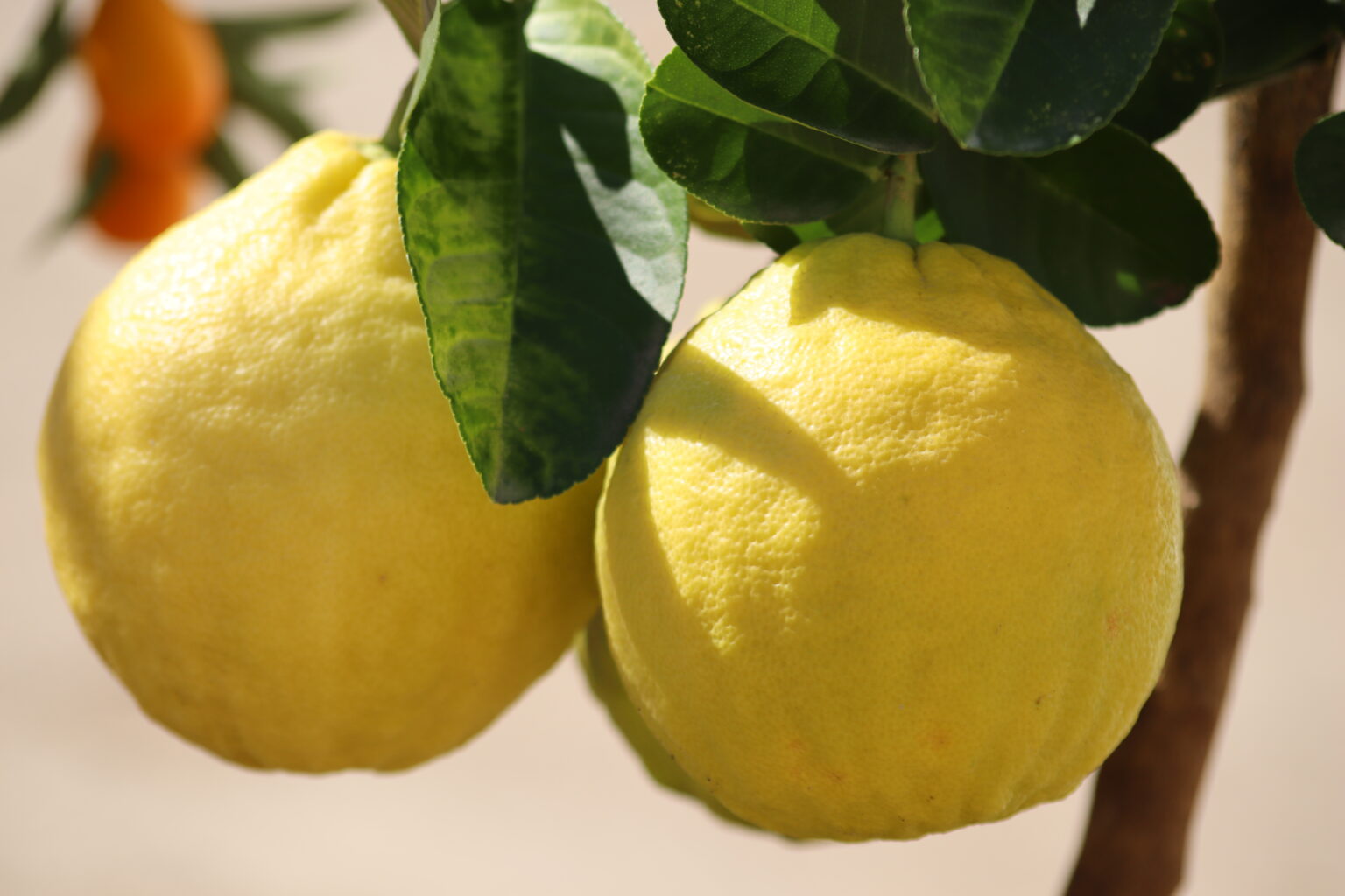Limone – Beccaria Piante